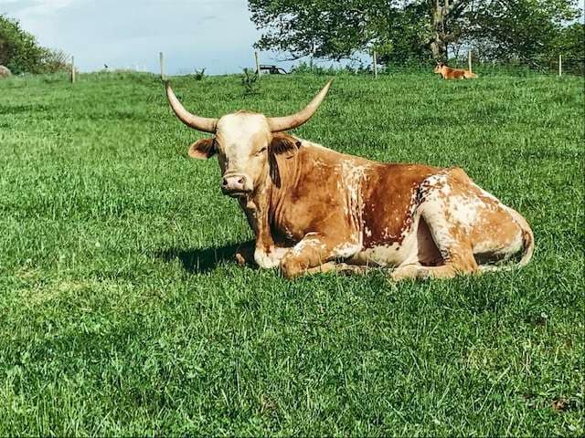Cattle - Shadow Hills Ranch